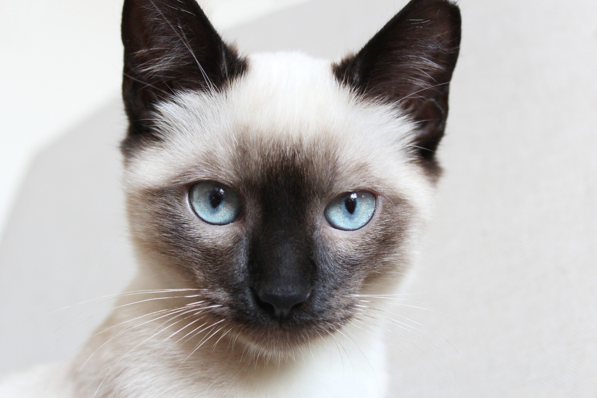 Purrfect Boarding Cattery | A true home from home experience for your cats